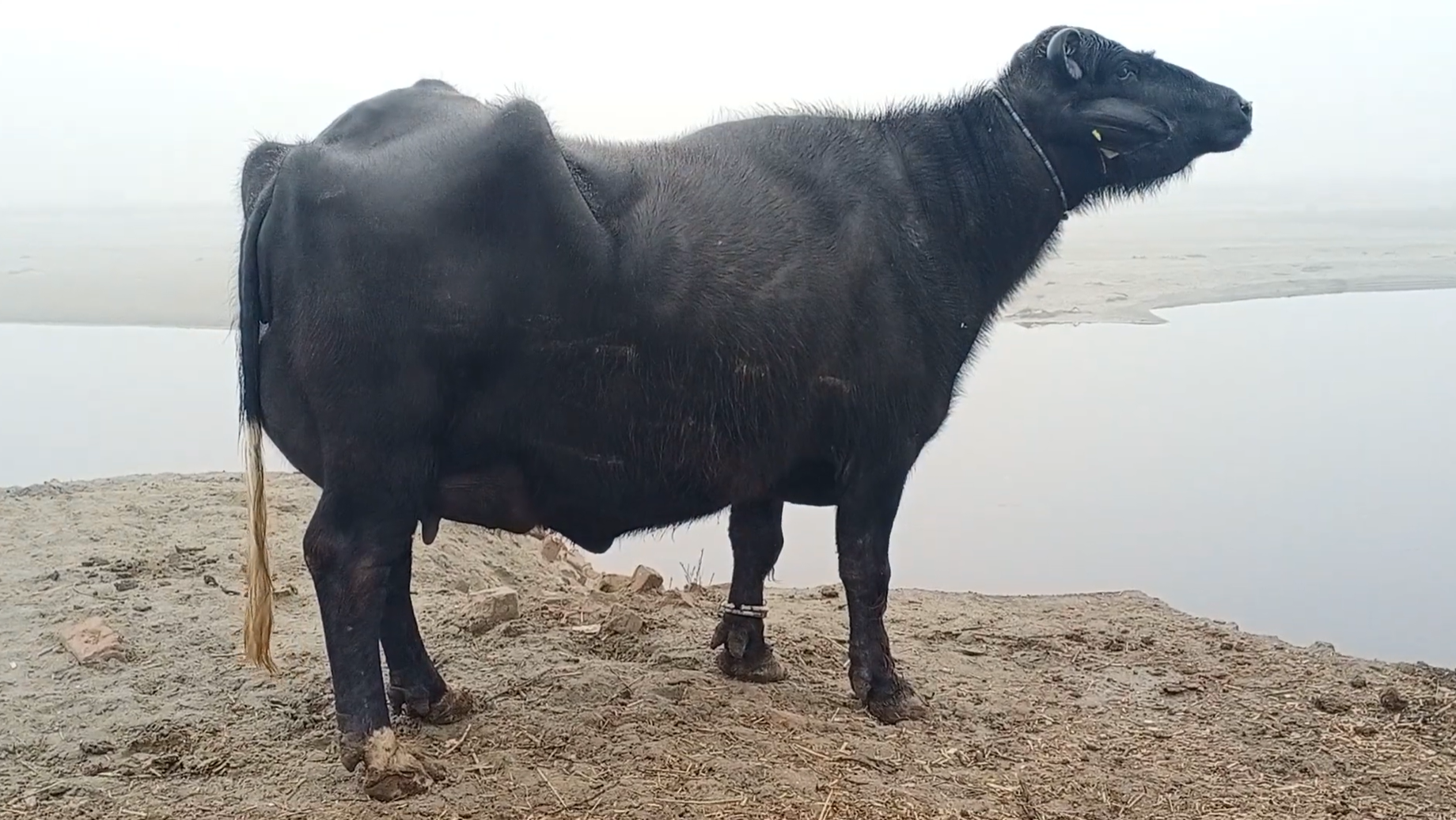 Malka — Pure Nili High-Yield Powerhouse - Saab Heritage Farms