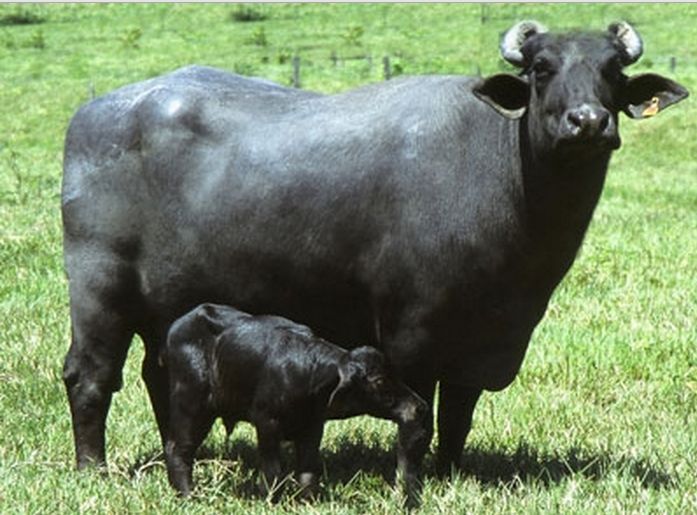 Jugni — Elite Performer - Saab Heritage Farms